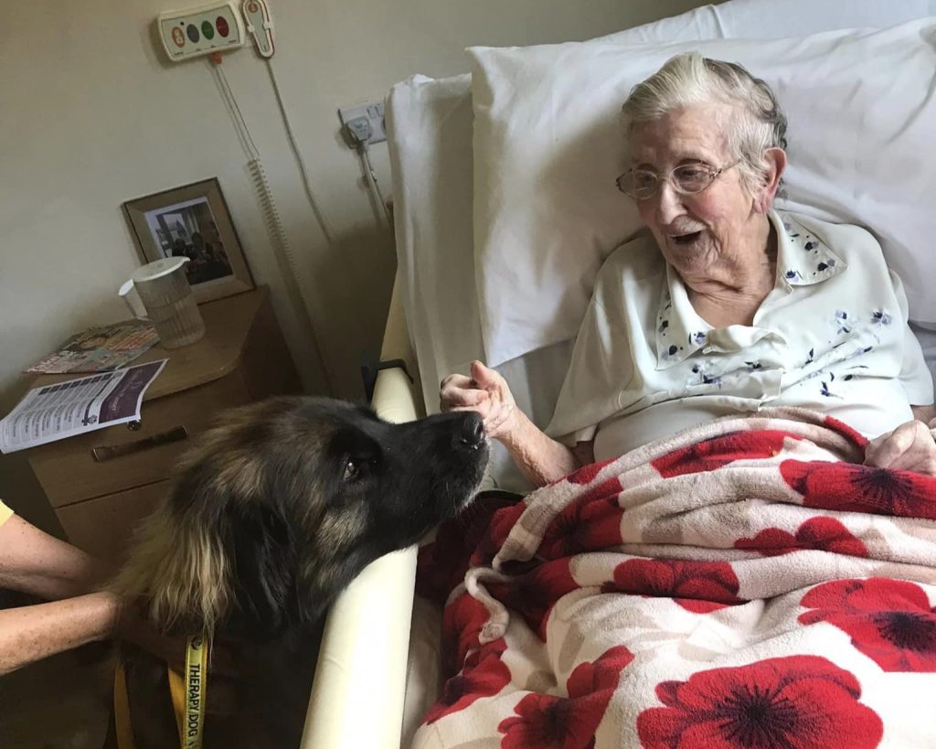 Claremont House welcomes PAT dog Poppy - Care Talk